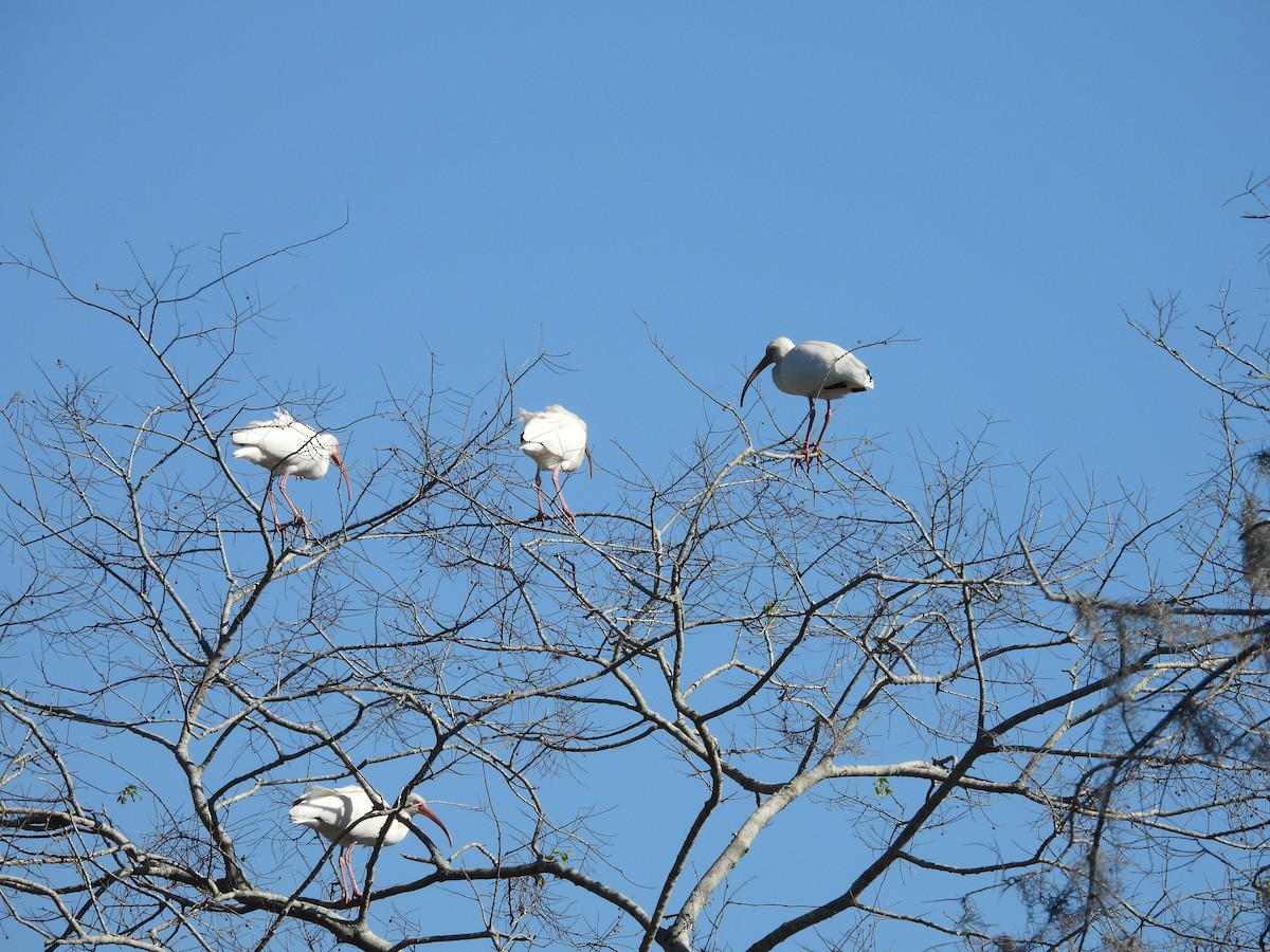 eBird Checklist - 19 Dec 2023 - Old Spring Lake Road - 7 species