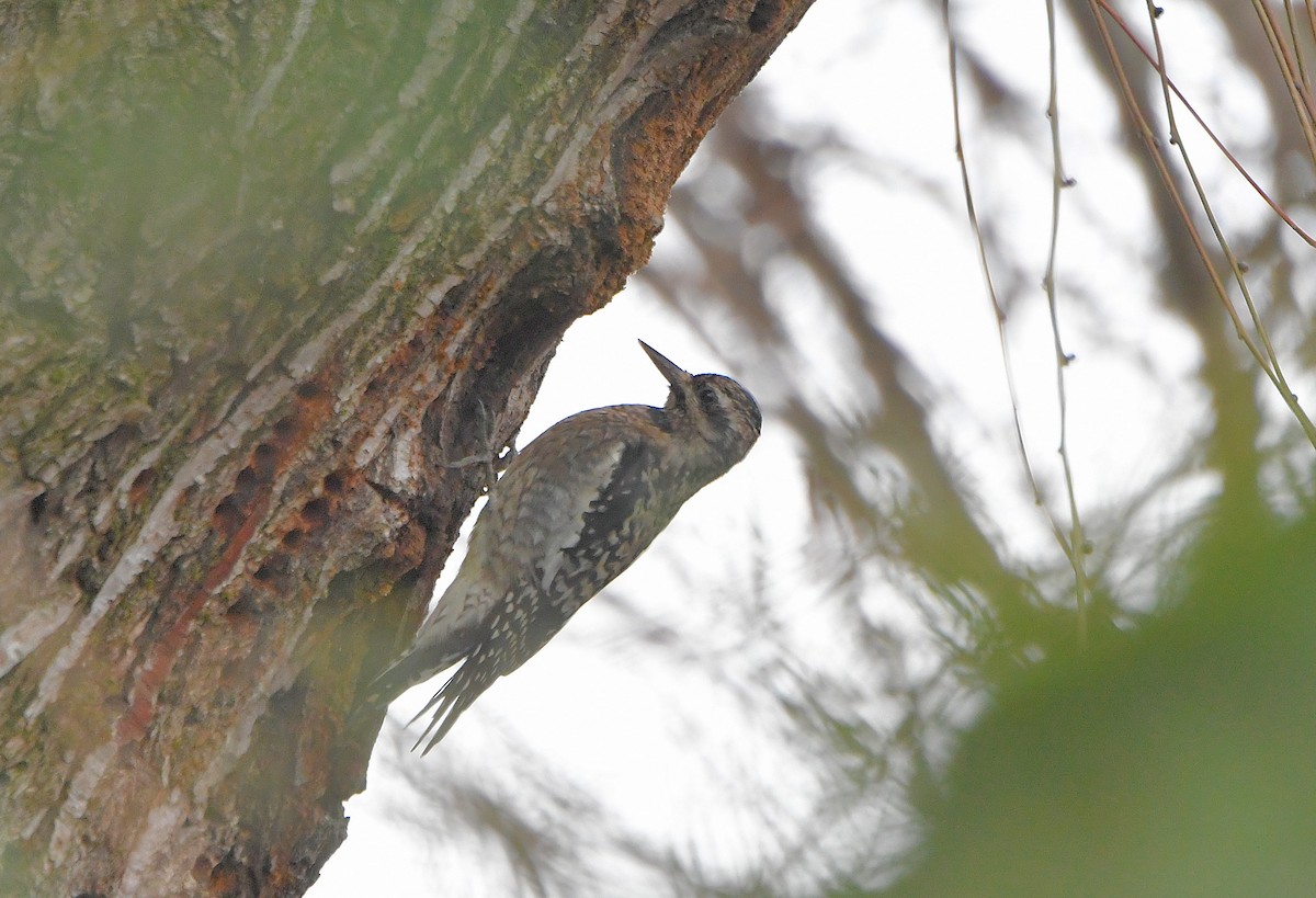 eBird Checklist - 19 Dec 2023 - stakeout Yellow-bellied Sapsucker ...