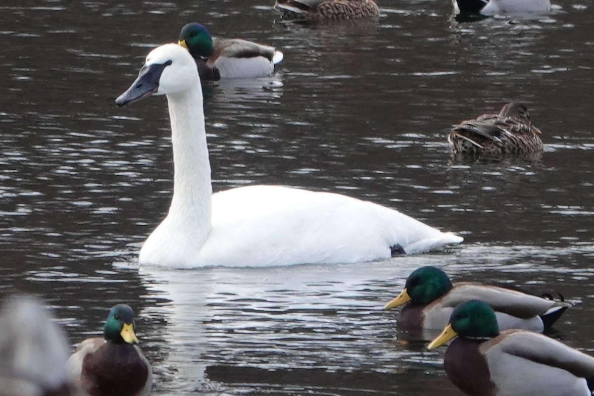eBird Checklist - 19 Dec 2023 - Quarry seen from Julie’s Cafe parking ...