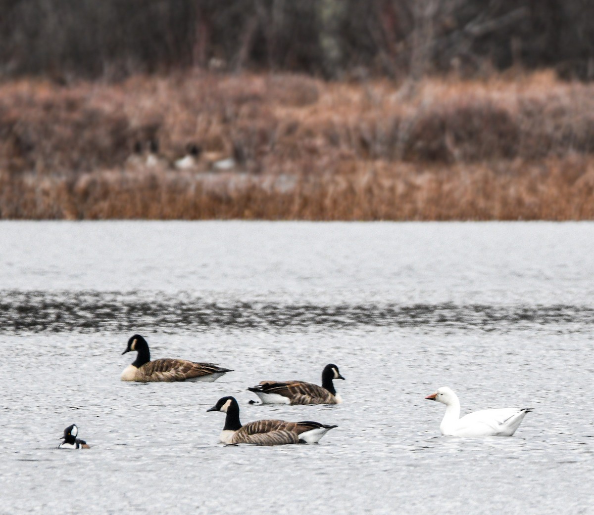 eBird Checklist - 19 Dec 2023 - Great Pond Trail - 22 species