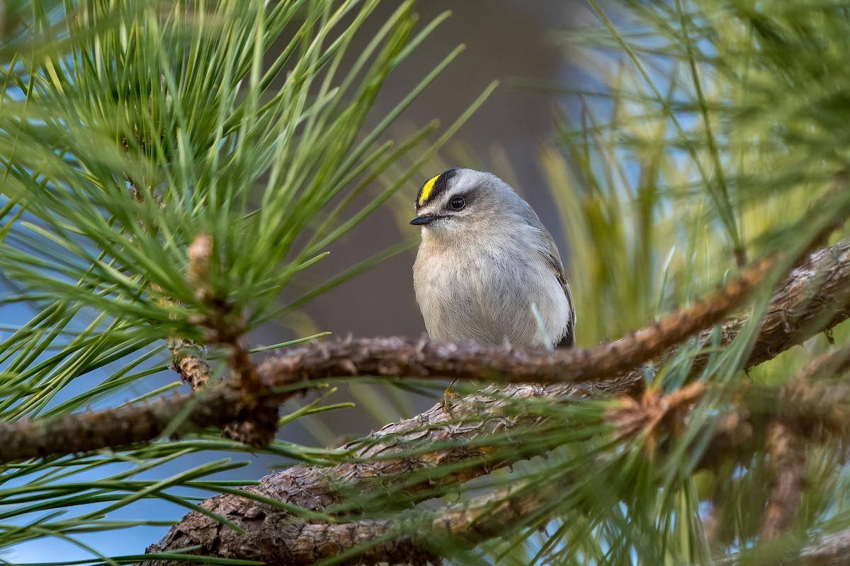 eBird Checklist - 19 Dec 2023 - stakeout Red-flanked Bluetail ...