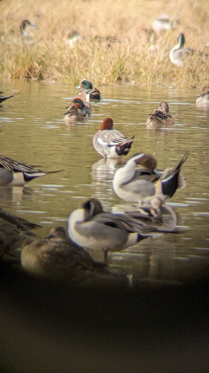 eBird Checklist - 19 Dec 2023 - Riparian Preserve at Gilbert Water ...
