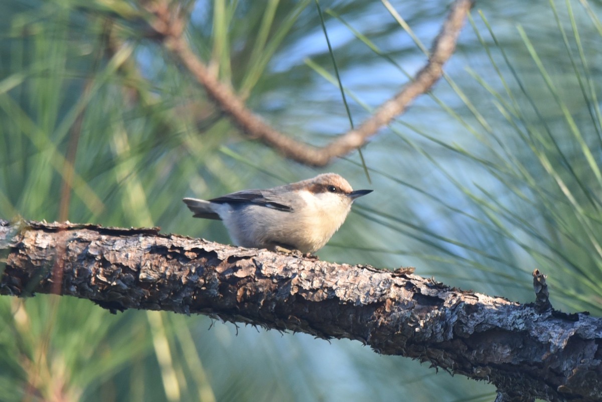 eBird Checklist - 19 Dec 2023 - Jay B. Starkey Wilderness Park - 14 species