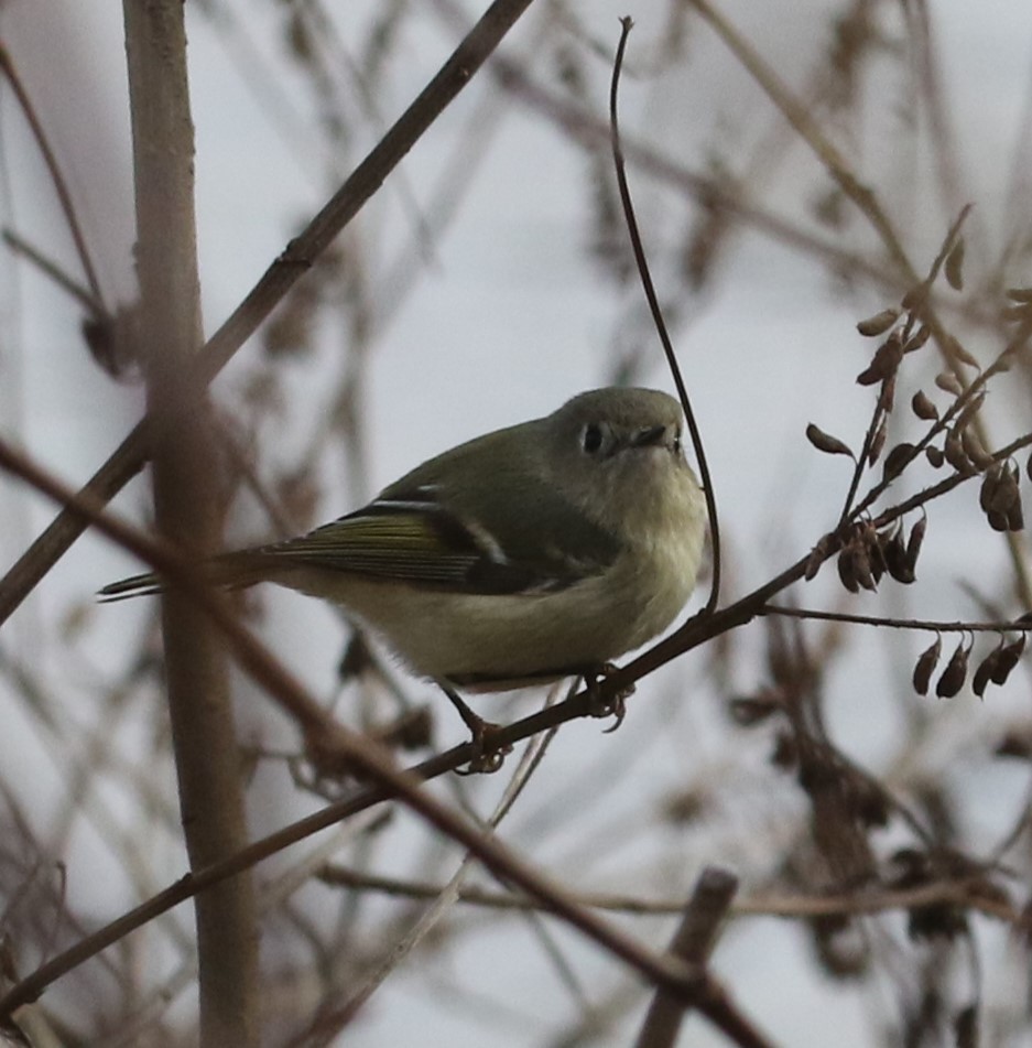 eBird Checklist - 19 Dec 2023 - Newburgh Waterfront Trail - 8 species