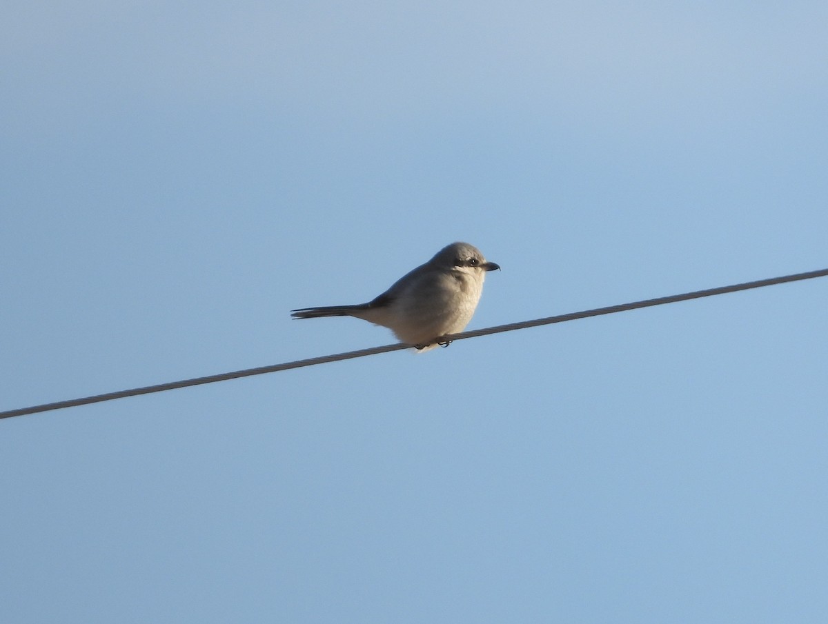 eBird Checklist - 19 Dec 2023 - 23 Mile Road near O Drive N Marshall ...