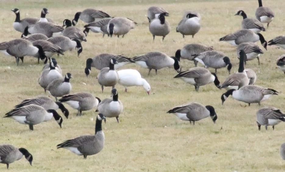 eBird Checklist - 19 Dec 2023 - Duke Island Park - 3 species
