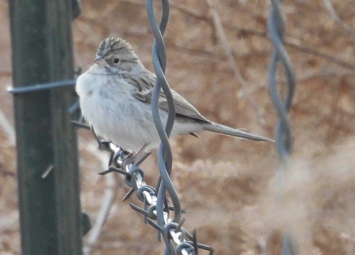 eBird Checklist - 19 Dec 2023 - USA-AZ-Hwy 89A, Marble Canyon (36.814 ...