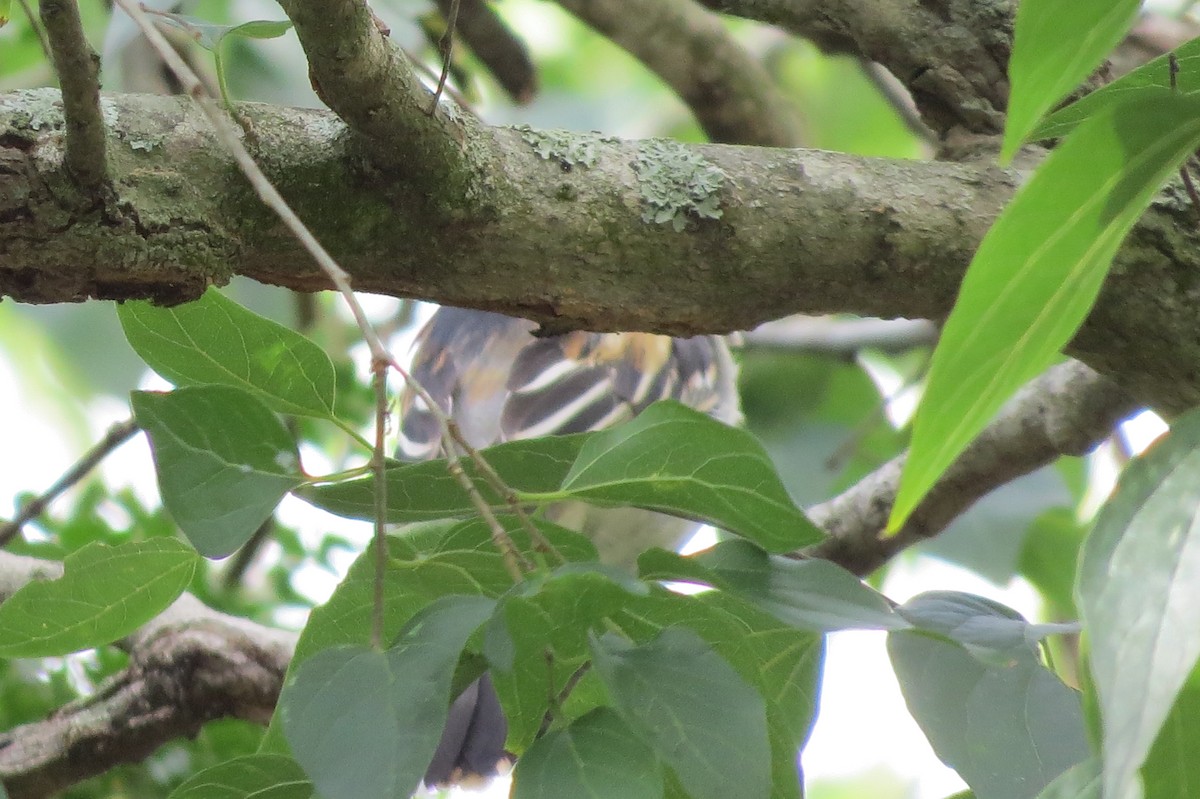 eBird Checklist - 19 Dec 2023 - Resaca de la Palma SP WBC (Brownsville ...