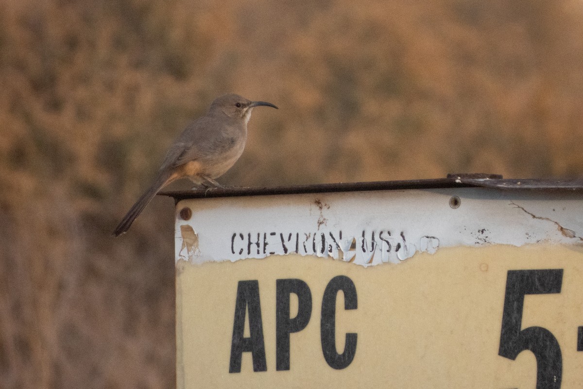eBird Checklist - 19 Dec 2023 - Petroleum Club Rd. - 7 species