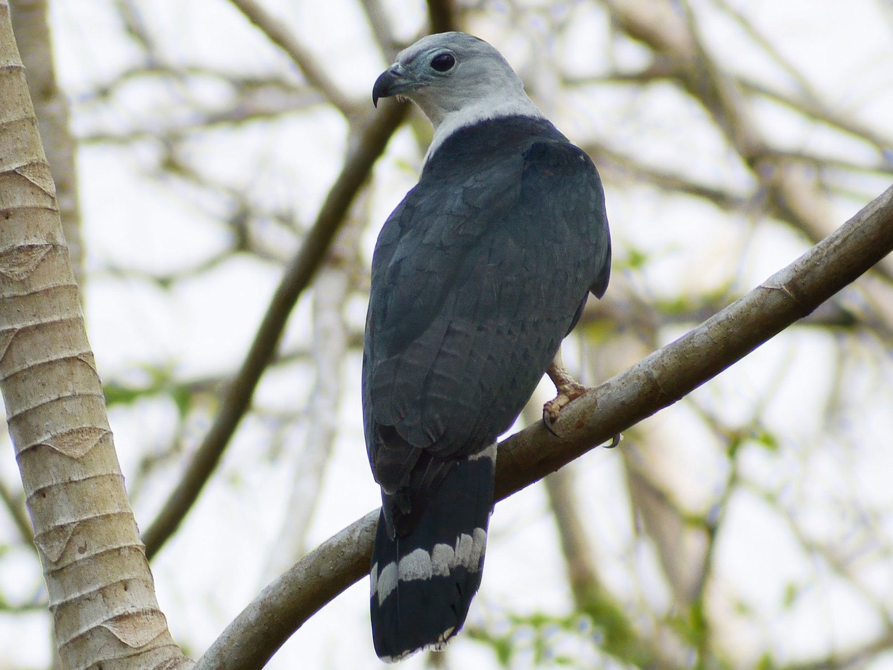 Gray-headed Kite - eBird