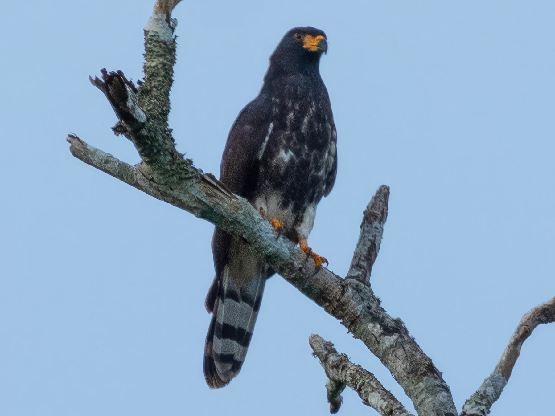 Gray-headed Kite - eBird