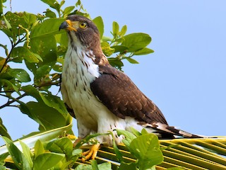 Gray-headed Kite - eBird