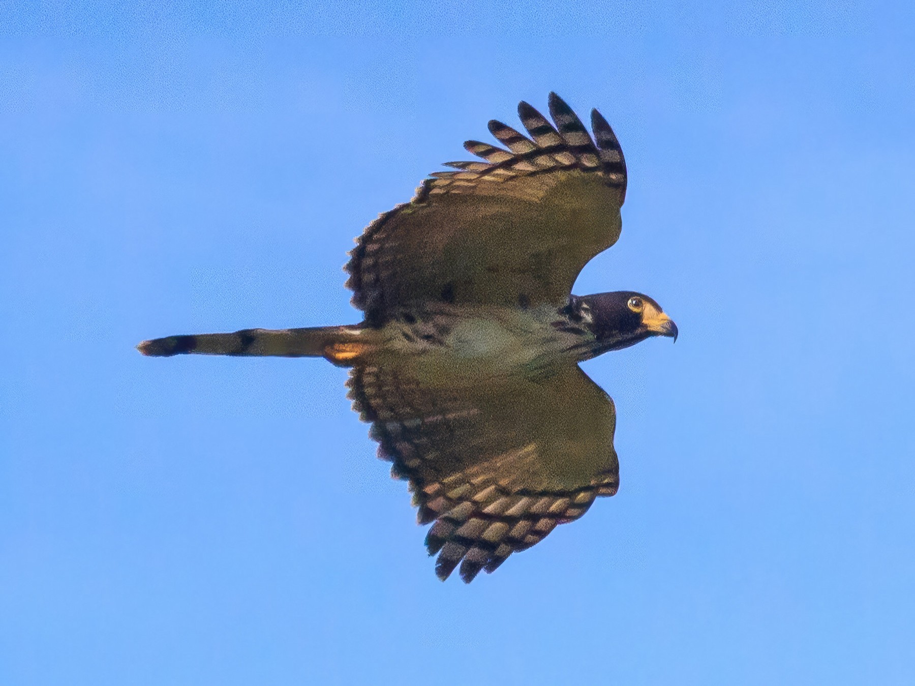 Gray-headed Kite - eBird