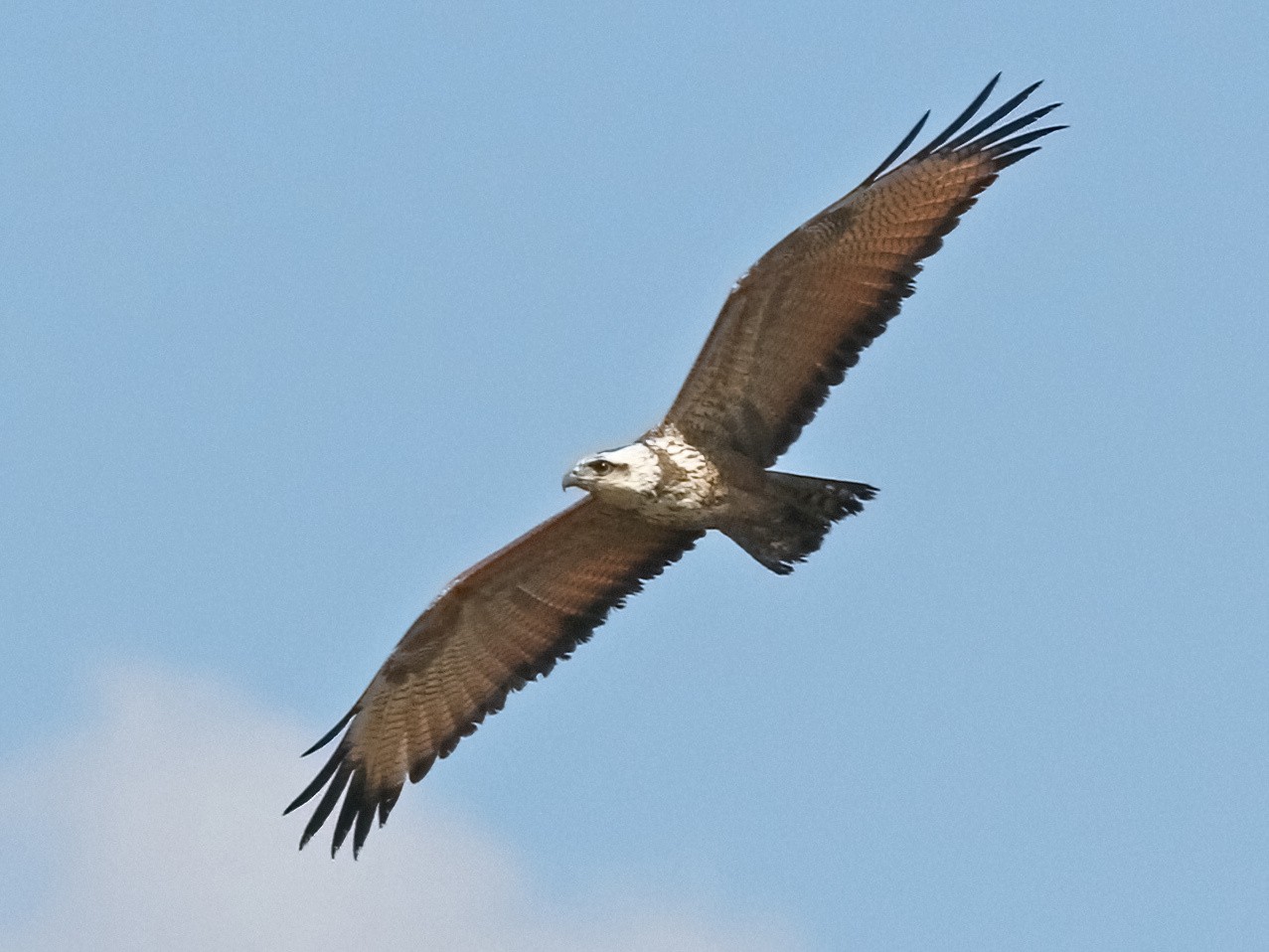 Black-collared Hawk - eBird