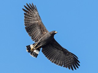 Great Black Hawk - eBird