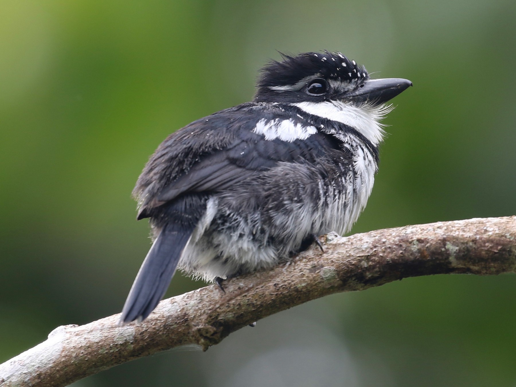 Pied Puffbird - eBird