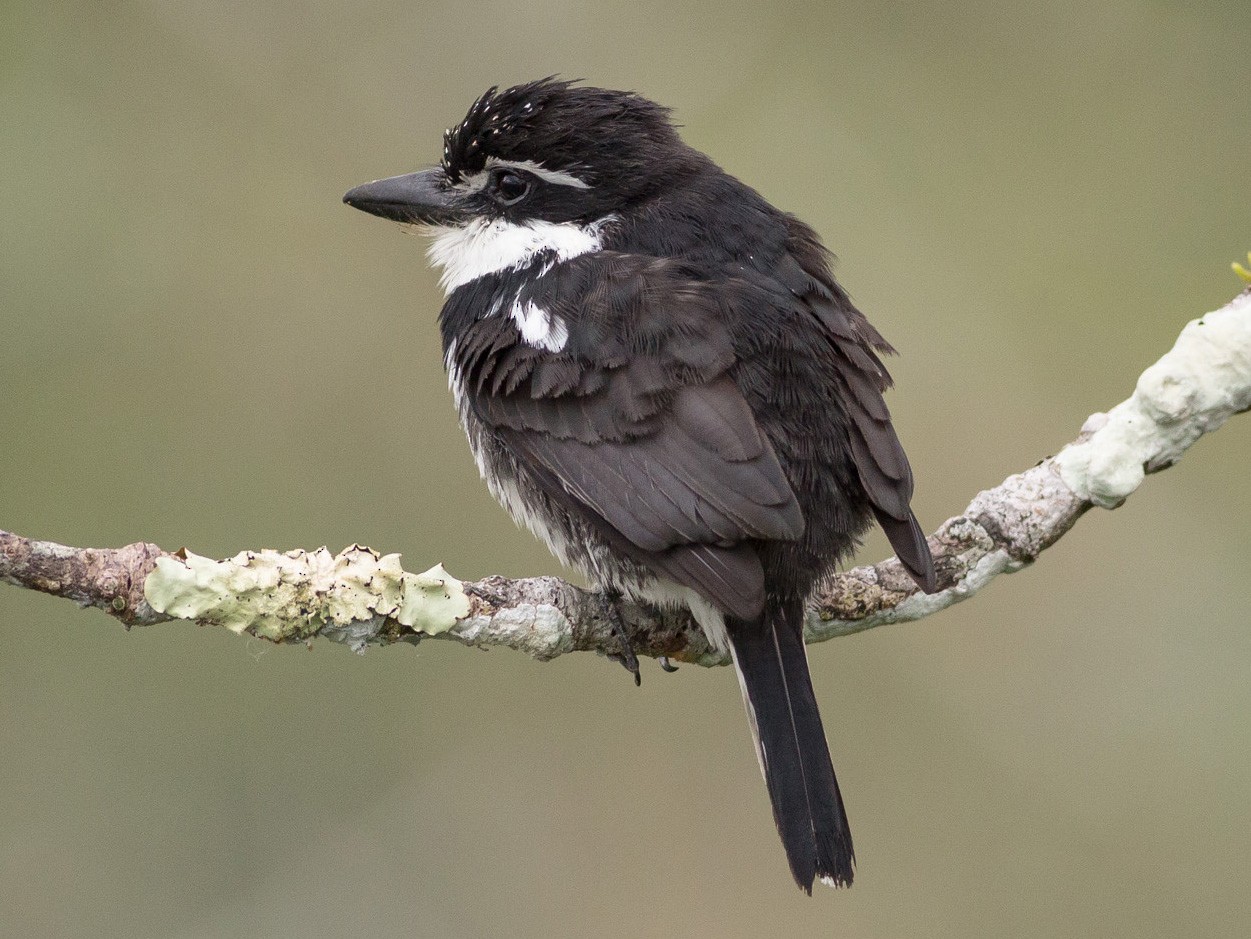 Pied Puffbird - eBird