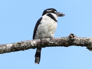 Pied Puffbird - eBird