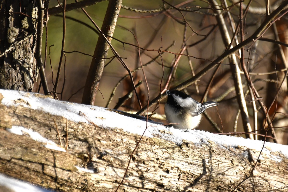 eBird Checklist - 20 Dec 2023 - Colyer Lake Recreation Area - 26 species