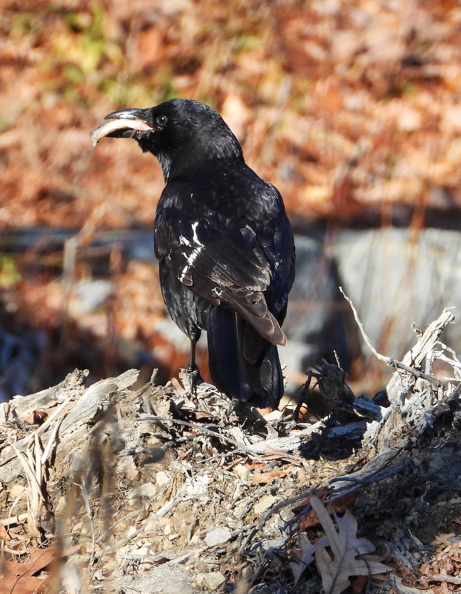 eBird Checklist - 20 Dec 2023 - George Mason University--Mason Pond - 3 ...