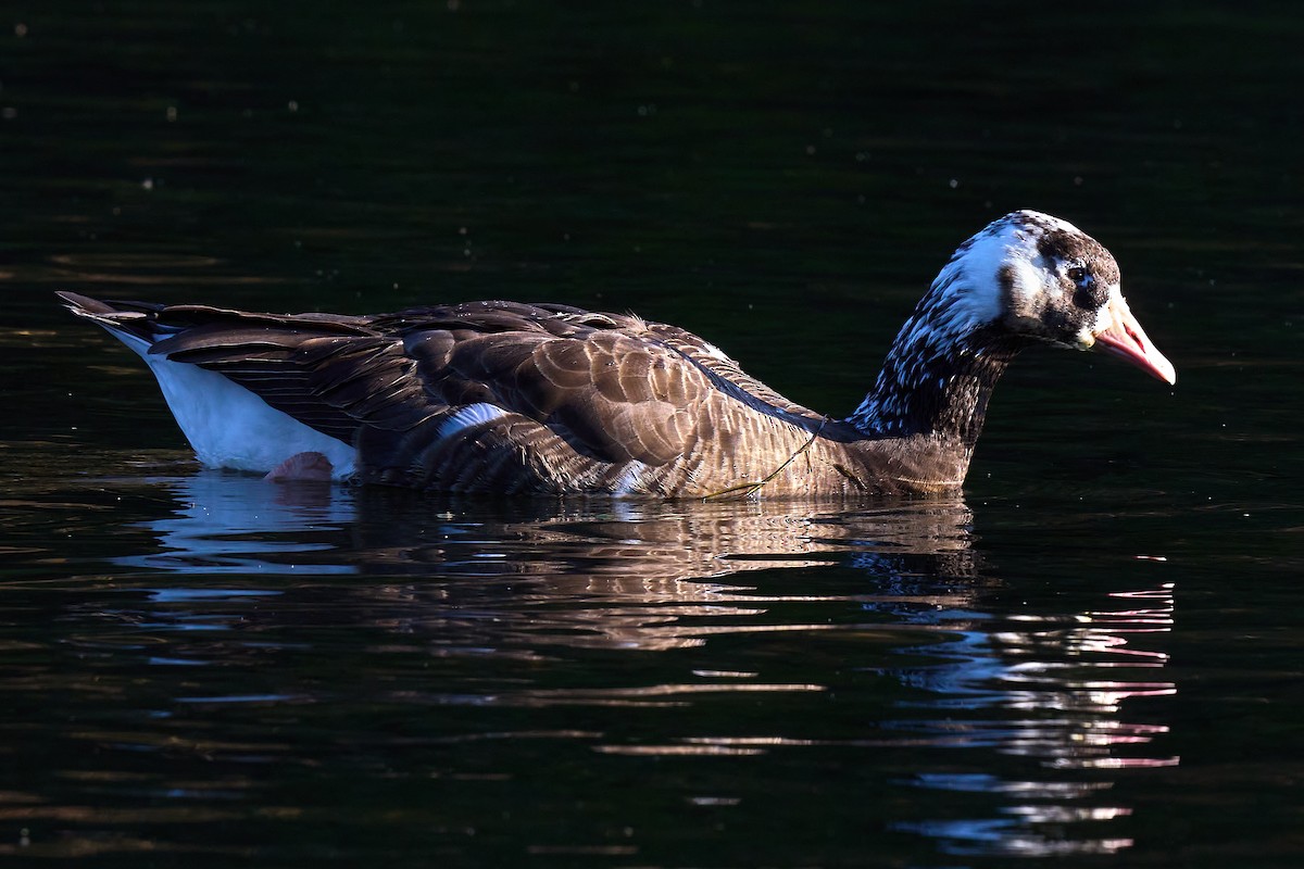 Greater White-fronted x Cackling/Canada Goose (hybrid) - eBird