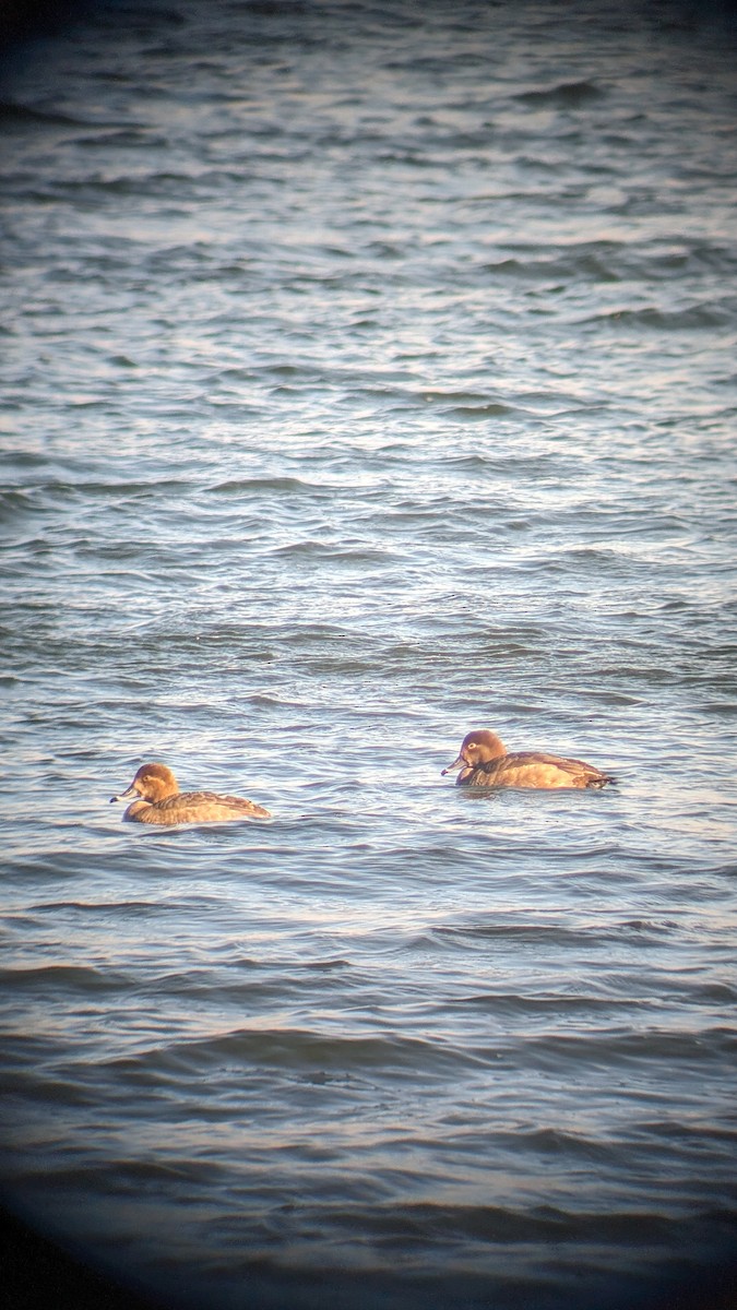 Mass Audubon eBird Checklist - 20 Dec 2023 - Ashumet Pond - 3 species