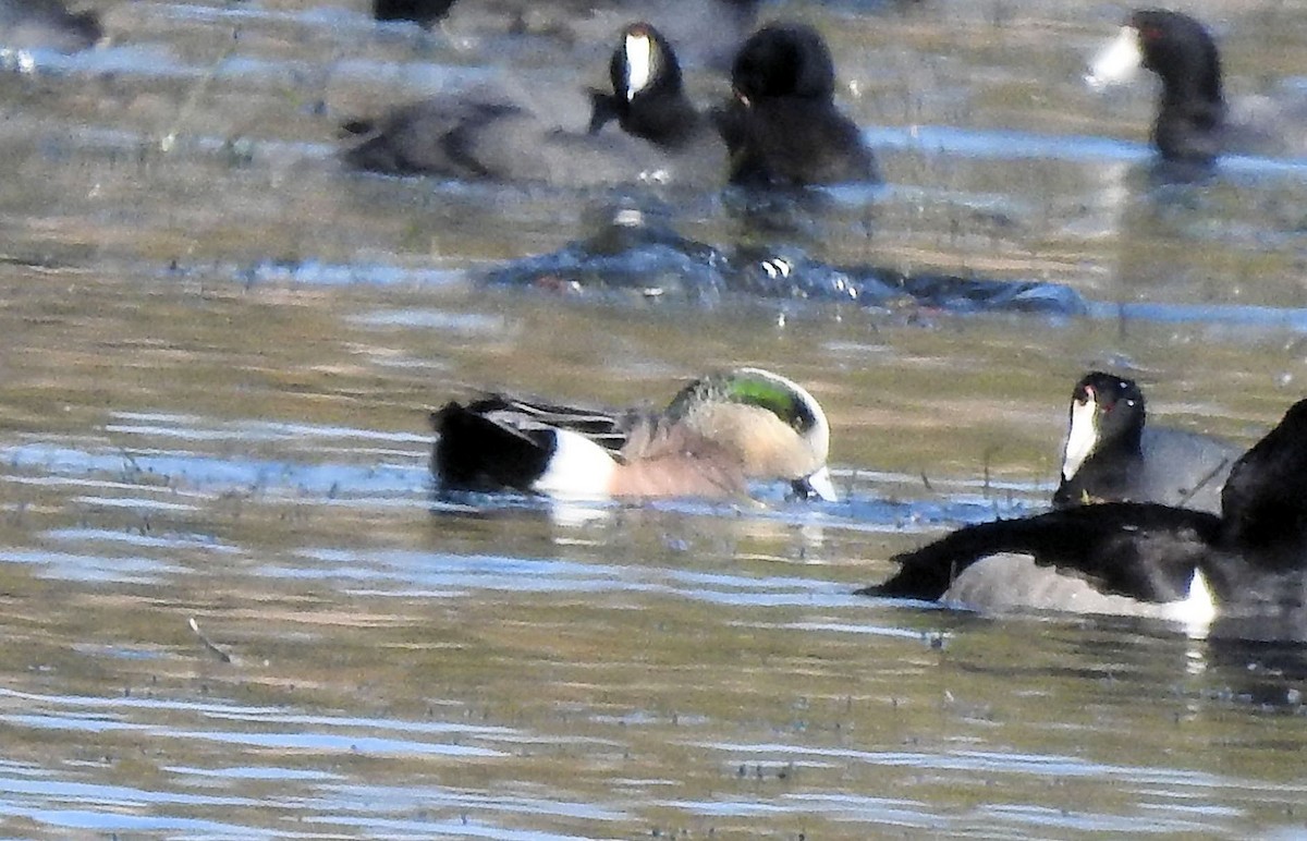 eBird Checklist - 17 Dec 2023 - Kurth Lake (restricted access) - 36 species