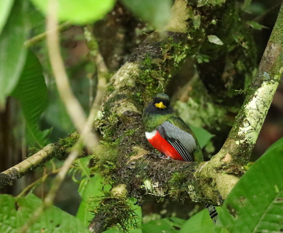 eBird Checklist - 10 Dec 2023 - Tobago Forest Reserve--Gilpin Trace ...