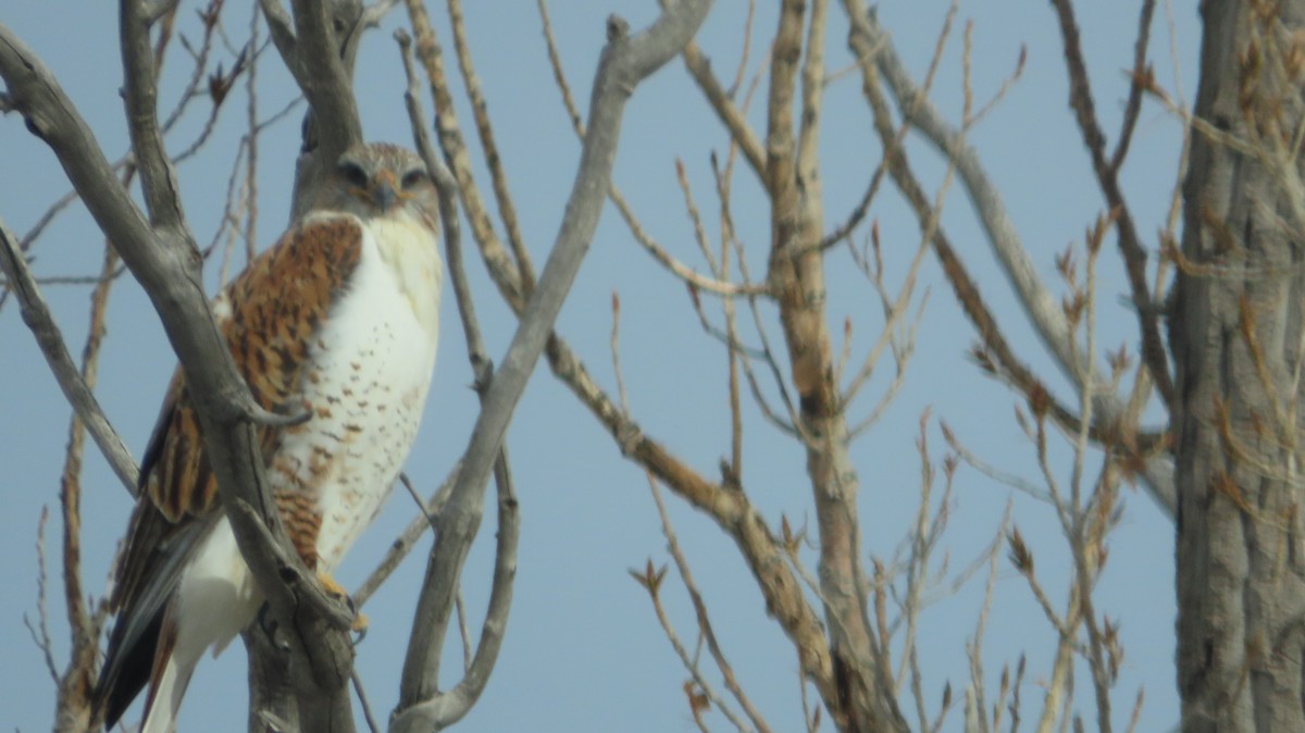 eBird Checklist - 19 Dec 2023 - Maxwell NWR - 22 species