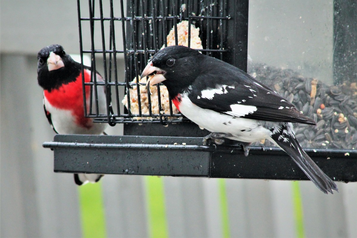 eBird Checklist - 30 Apr 2020 - Ross Home, Oxford, NJ - 9 species