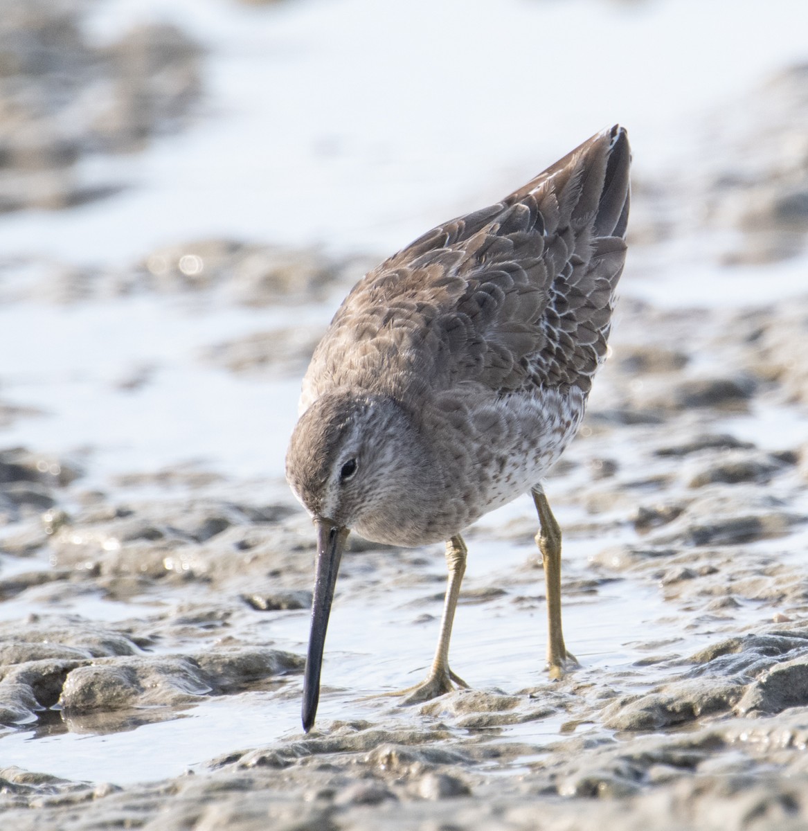 eBird Checklist - 20 Dec 2023 - Marco Island--Tiger Tail Beach - 20 species