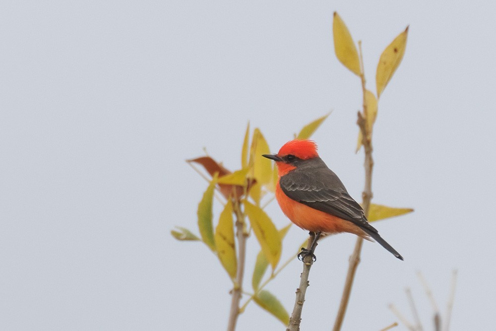 eBird Checklist - 20 Dec 2023 - Glen Helen Regional Park - 48 species