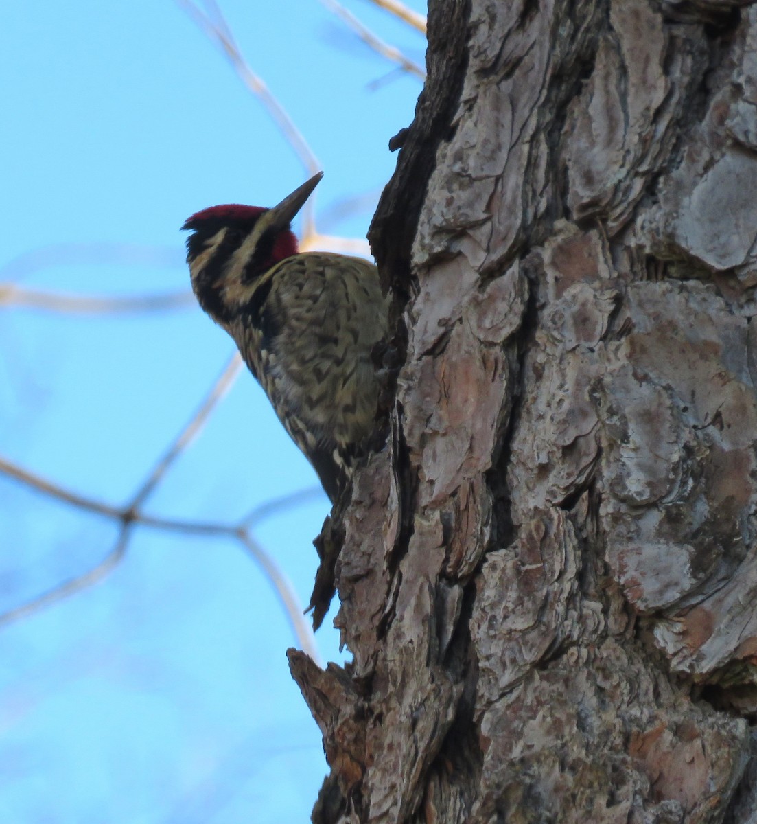 eBird Checklist - 14 Dec 2023 - Cross Creek Cemetery, Fay. NC - 20 species