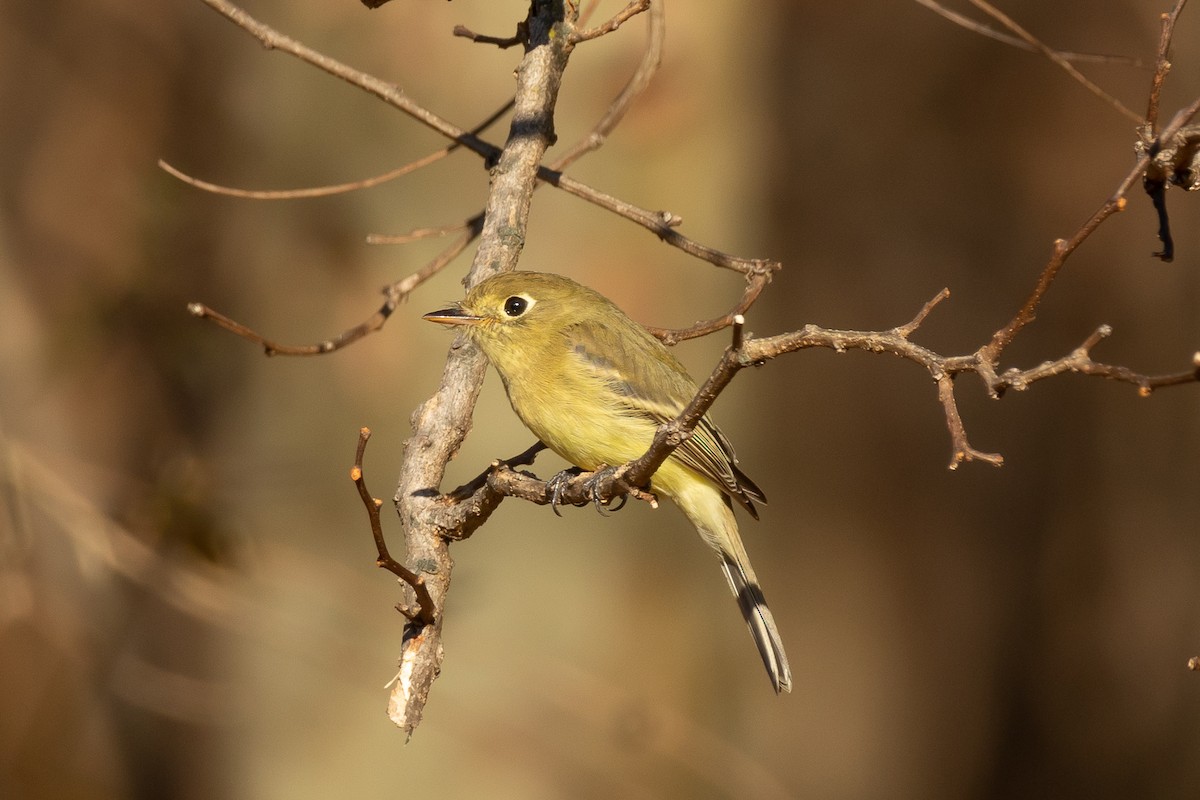 eBird Checklist - 20 Dec 2023 - East Donegal Riverfront Park - 20 species