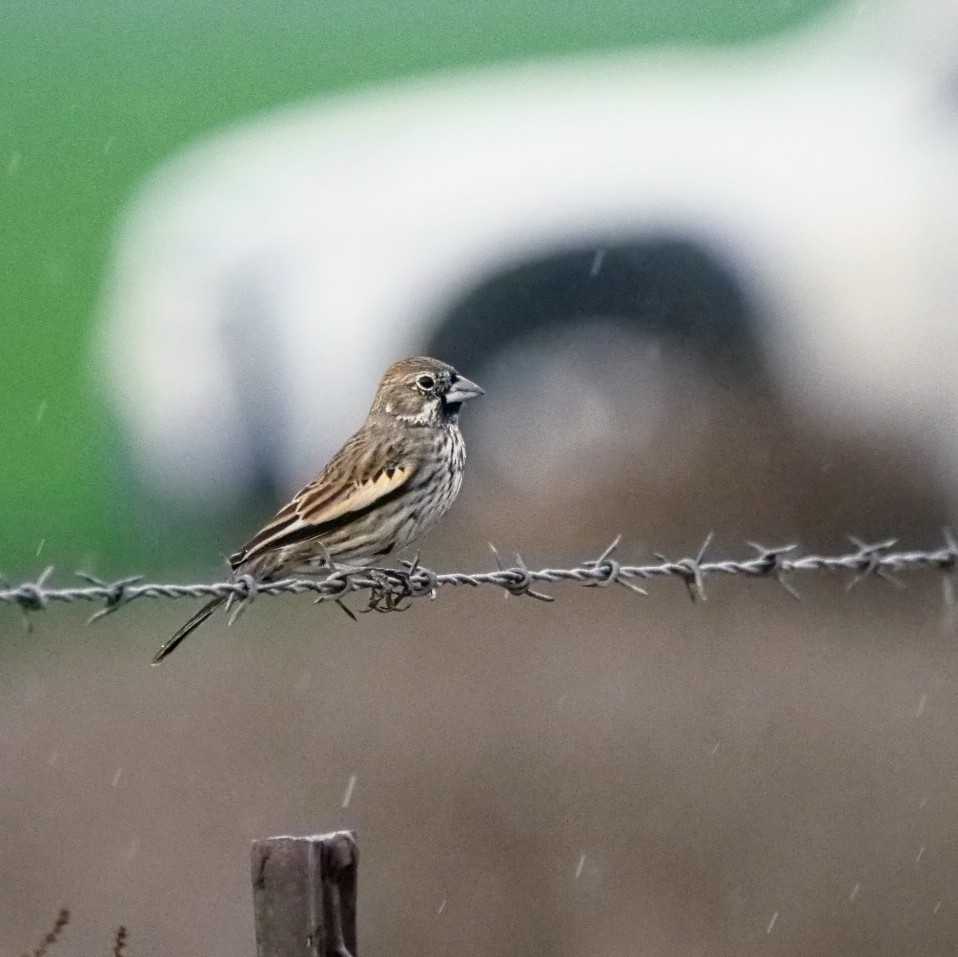 eBird Checklist - 20 Dec 2023 - Road 104, Earlimart, California, US (35 ...