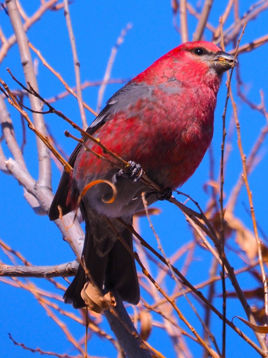 eBird Checklist - 20 Dec 2023 - Lake Palo Duro--Dedication Park - 11 ...