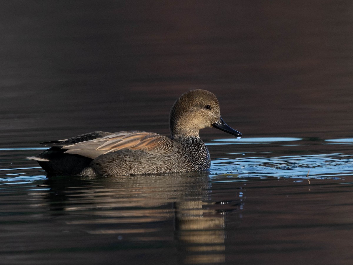 eBird Checklist - 20 Dec 2023 - Green Lake - 22 species