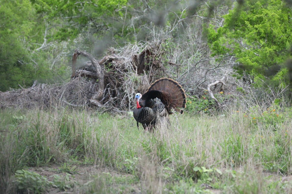 eBird Checklist - 28 Apr 2023 - King Ranch--Norias Division (Kenedy Co ...