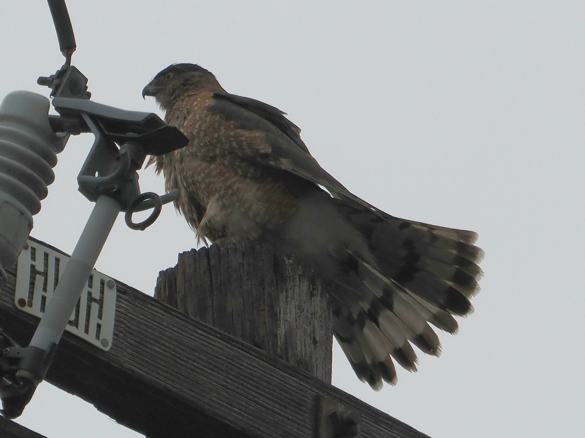 eBird Checklist - 20 Dec 2023 - Avalon Pasadena - 1 species