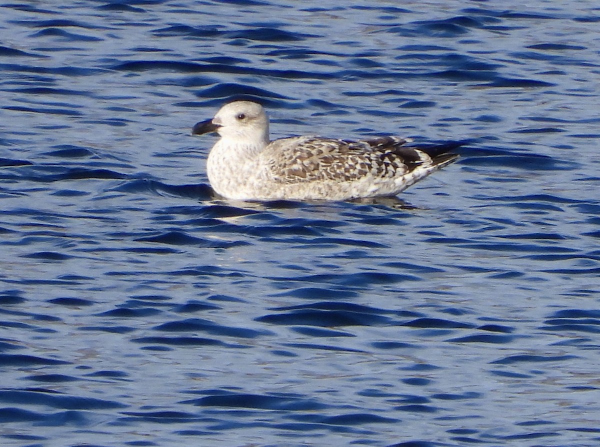 eBird Checklist - 20 Dec 2023 - Vernon Commonage--MacKay Reservoir - 13 ...