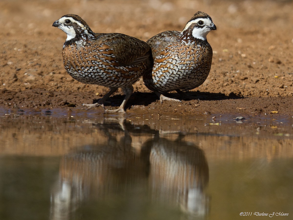 eBird Checklist - 12 Nov 2011 - Santa Clara Ranch - 27 species