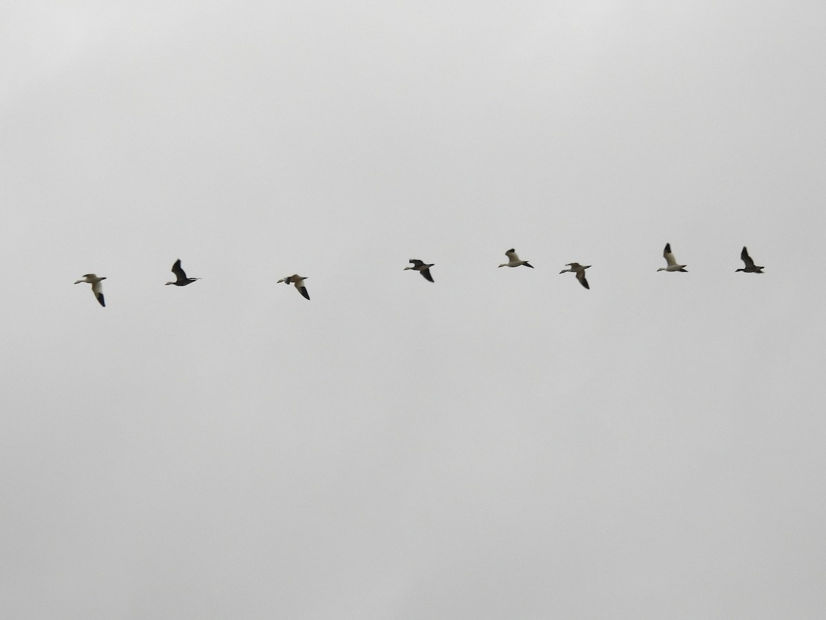 eBird Checklist - 16 Dec 2023 - Bear Run Coal Co. Rd. East 425S ...