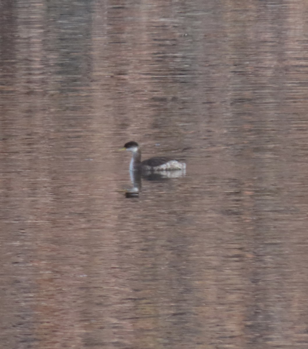 eBird Checklist - 20 Dec 2023 - Chatfield SP--N Boat Ramp area - 18 species