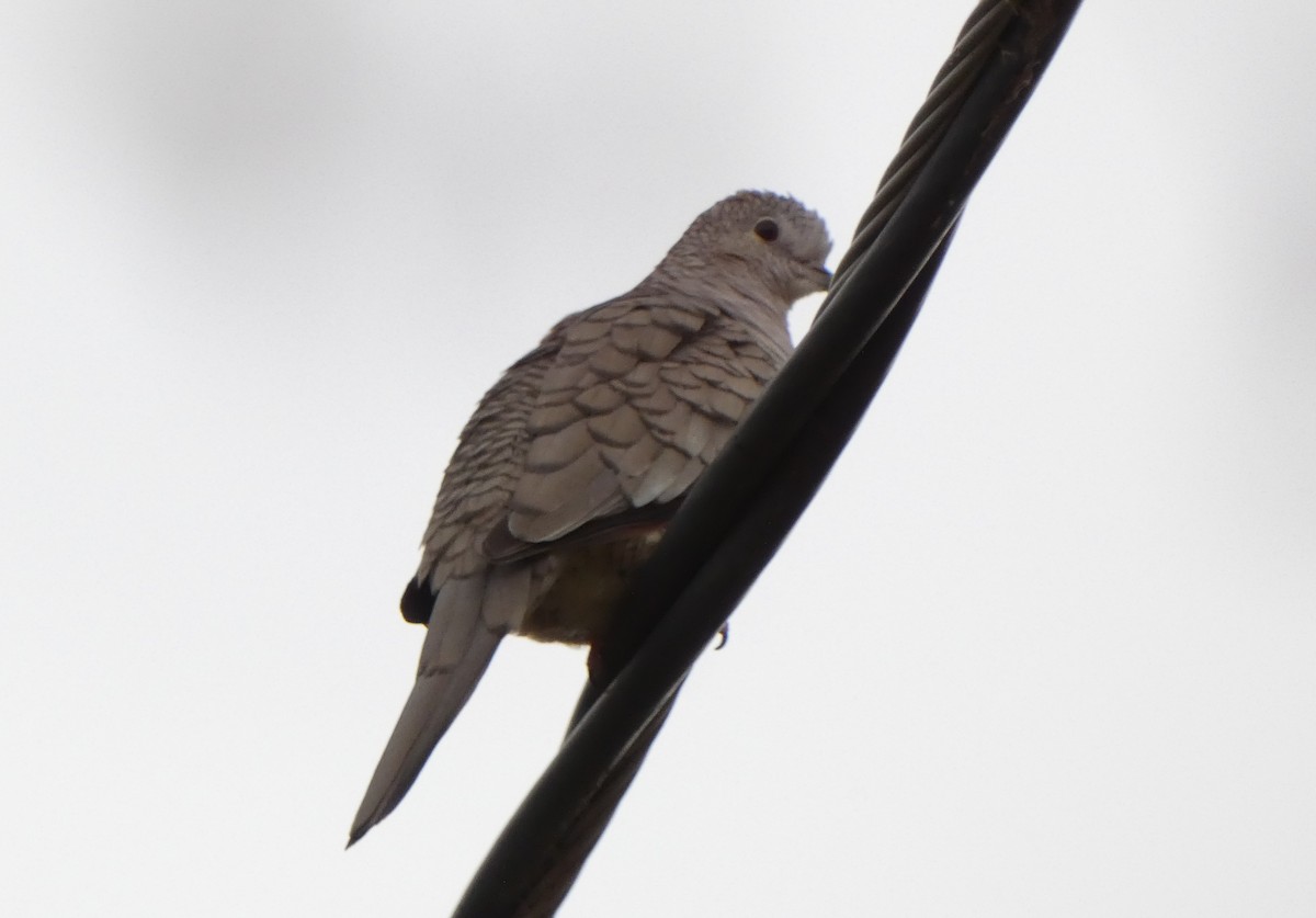 eBird Checklist - 20 Dec 2023 - Ralph Edwards Park and Healing Waters ...