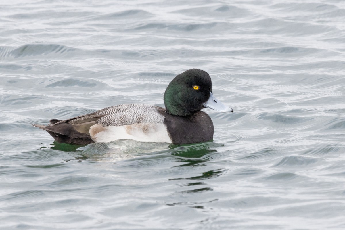 eBird Checklist - 20 Dec 2023 - Bolsa Chica Ecological Reserve - 72 species