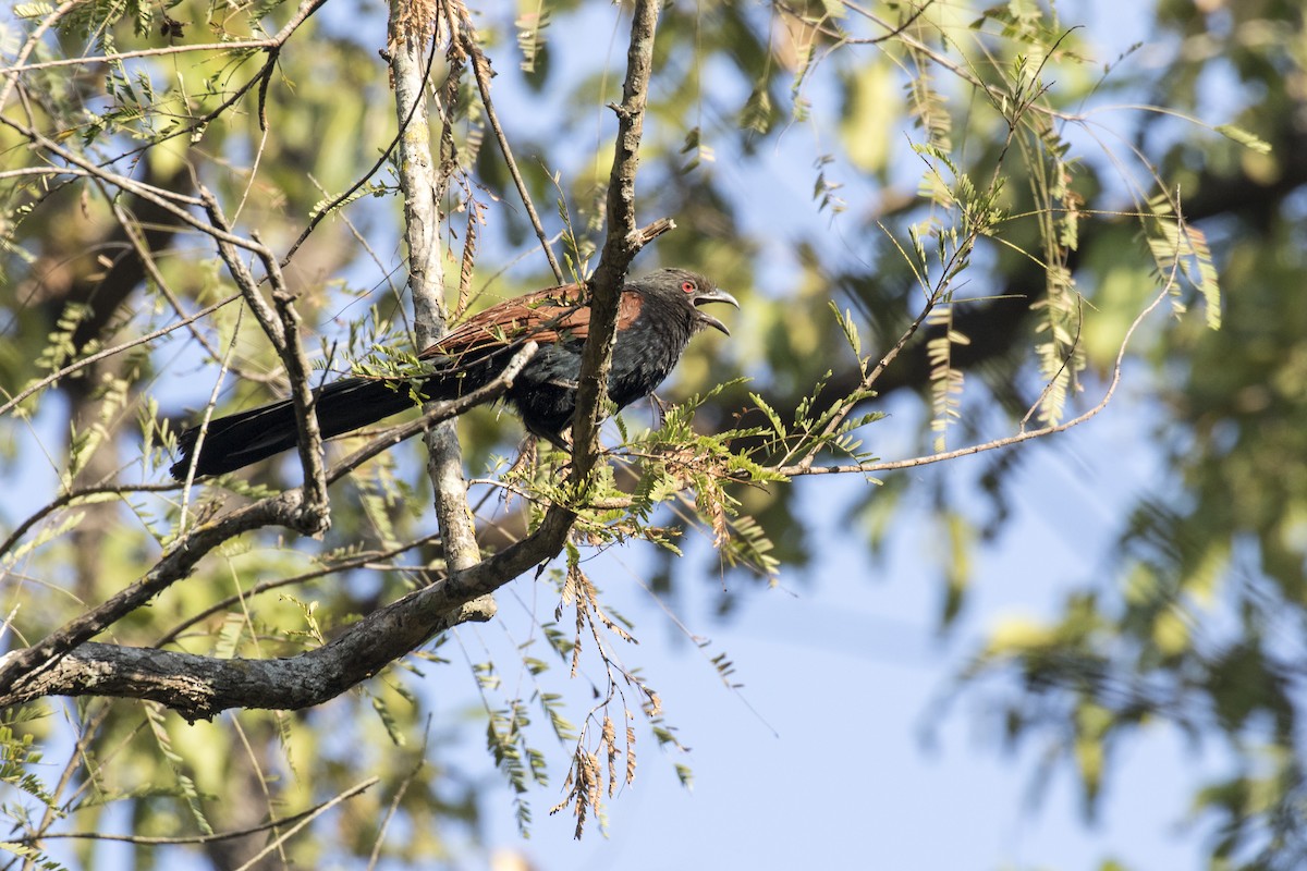 eBird India Checklist - 16 Dec 2023 - Nagzira WLS - 8 species