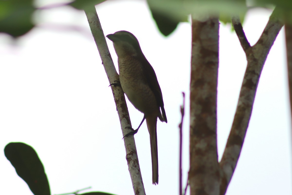 eBird Checklist - 21 Dec 2023 - Sallas Park, Bago City (950m) - 11 ...