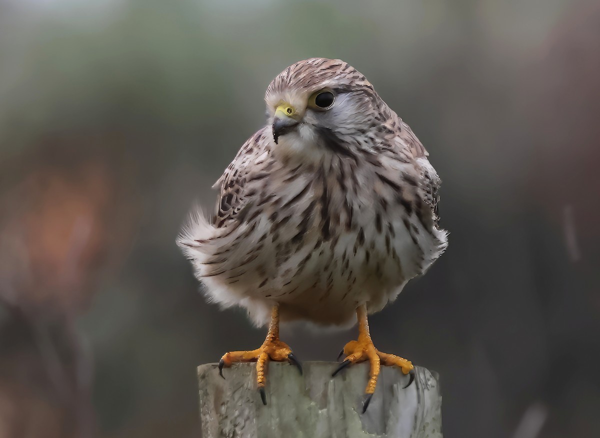 eBird Checklist - 21 Dec 2023 - Home Patch Circuits - 38 species