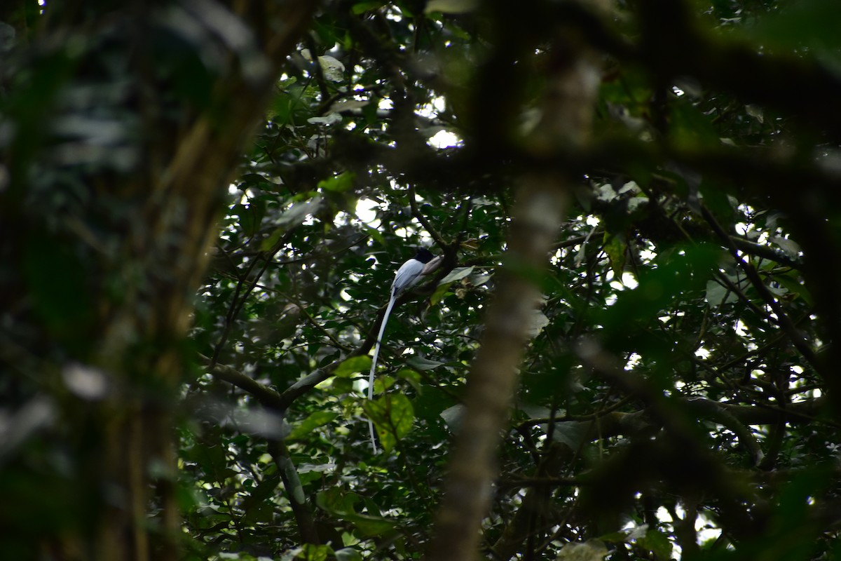 eBird India Checklist - 20 Dec 2023 - Nandi Hills - 31 species