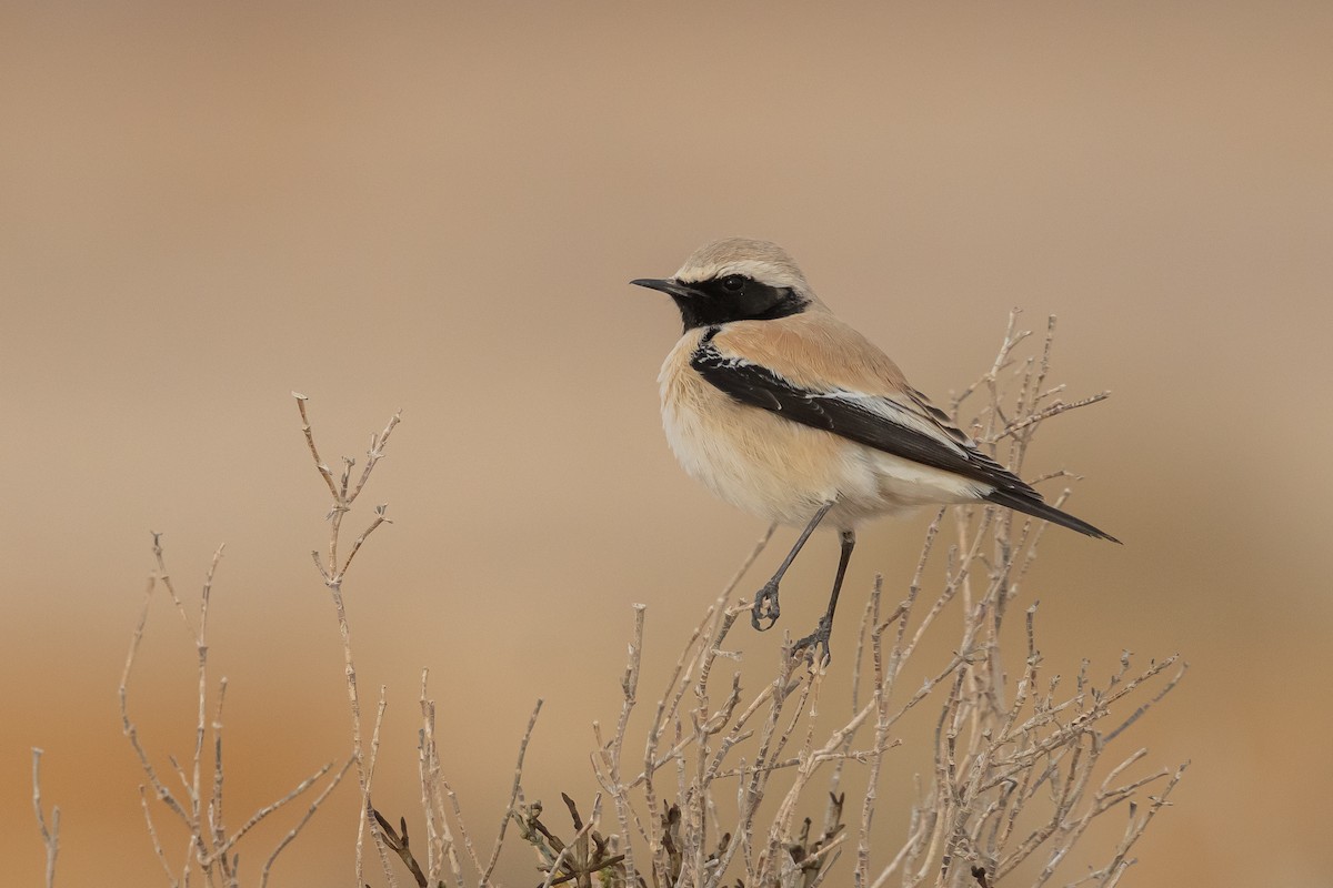 eBird Checklist - 21 Dec 2023 - Arava Valley--KM 94 (Southern Wadi ...